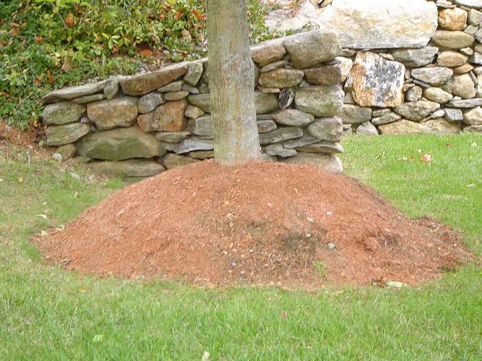 Diagnostic & Remedial Work | Foti Landscape Design and Construction