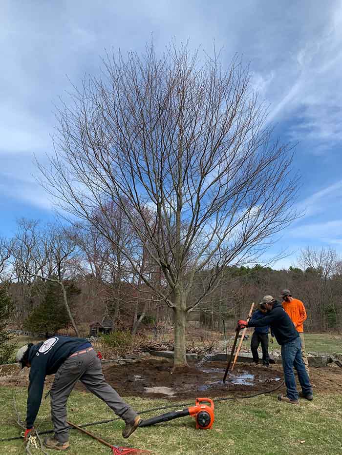 Transplanting Foti Landscape Design And Construction Transplanting Foti Landscape Design And Construction